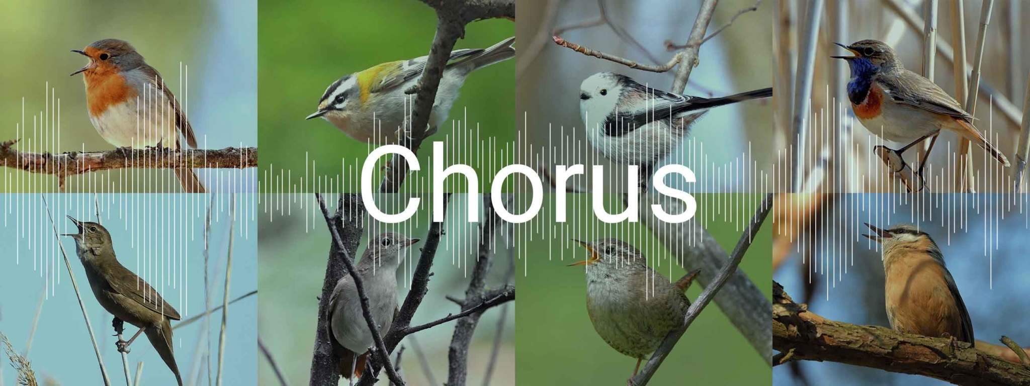 Dawn Chorus - The Chorus - Citizen Science